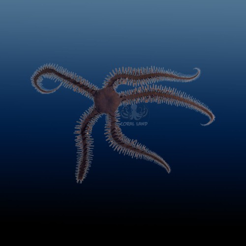 Ophiocoma erinaceus - wężowidło Coral Land - Akwarystyka morska