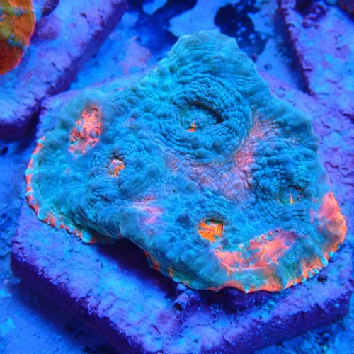 CHALICE BLUE&ORANGE #18 | Coral Land