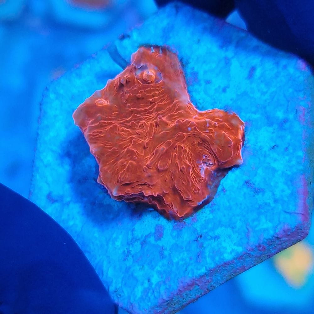 CHALICE RED #2 | Coral Land
