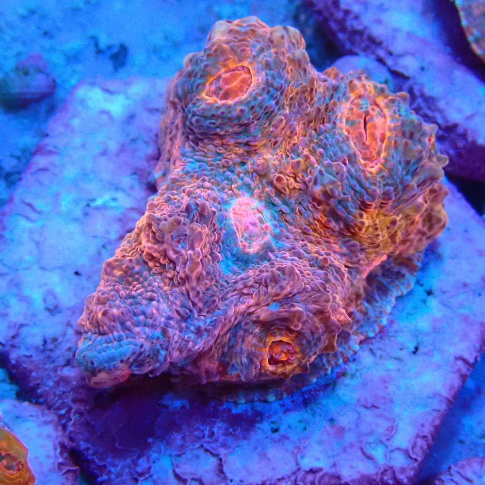 CHALICE BLUE&ORANGE #14 | Coral Land