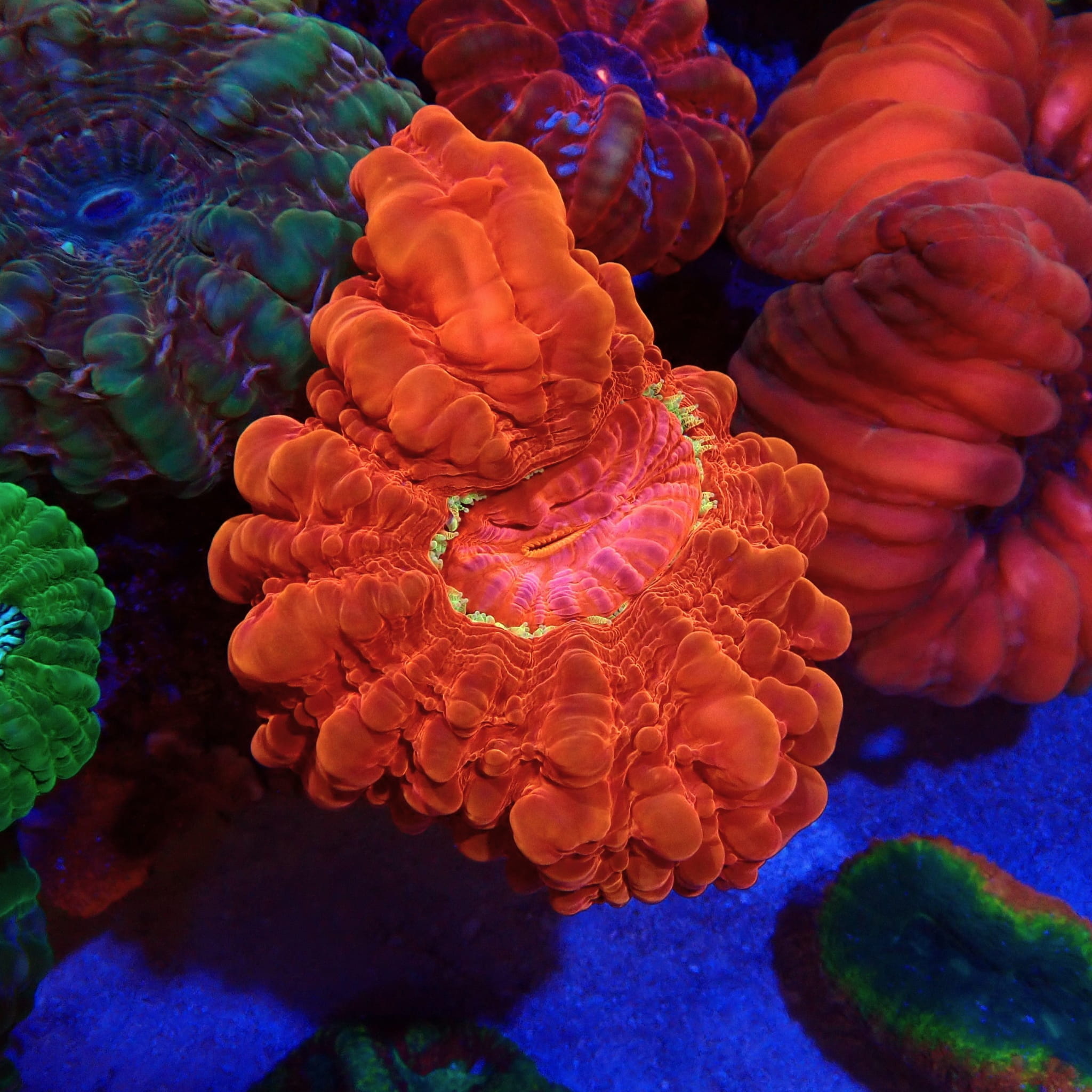 CYNARINA RED ULTRA L #090920 | Coral Land